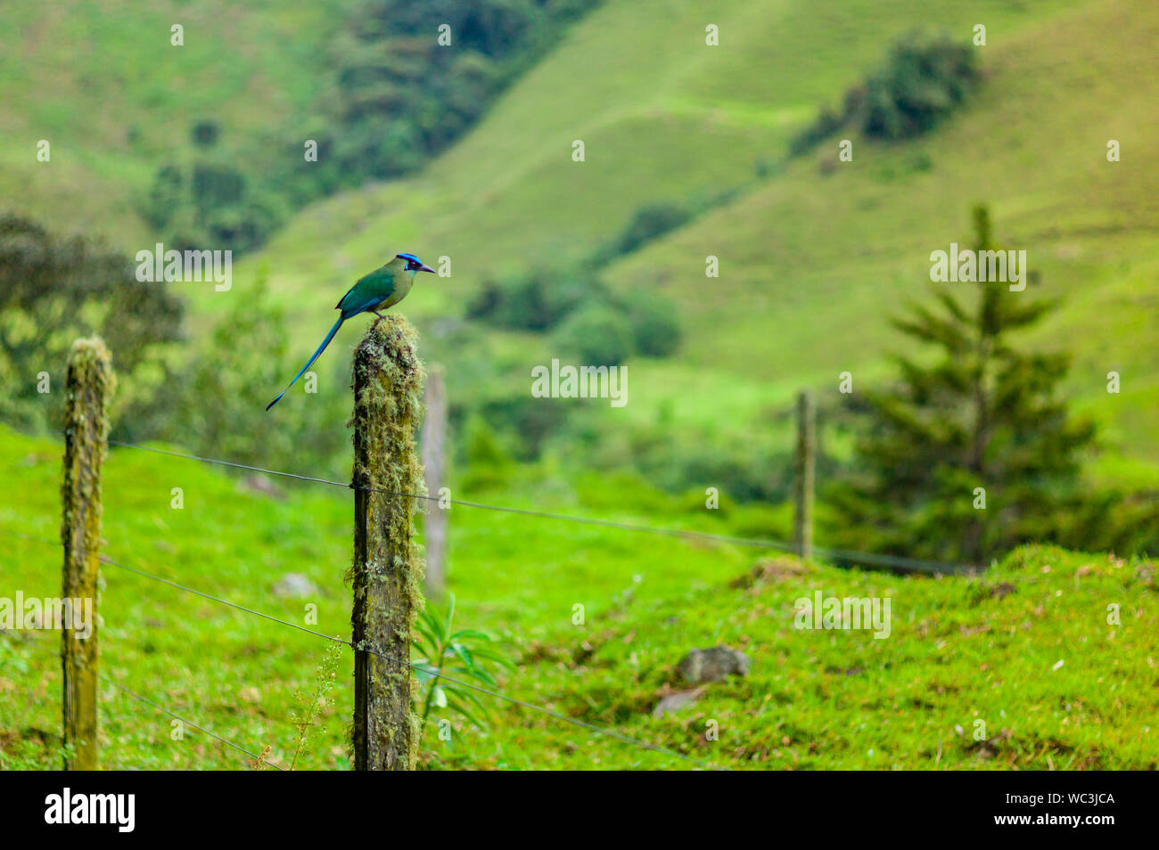 Motmot (Momotus aequatorialis), bird that its natural habitat is the ...