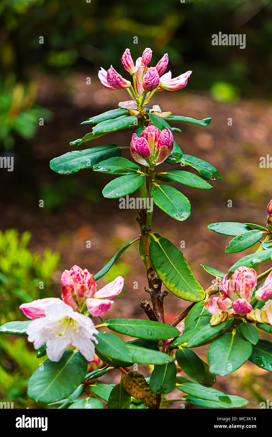 detailed flowering rhododendron with buds and leaves in circular ...