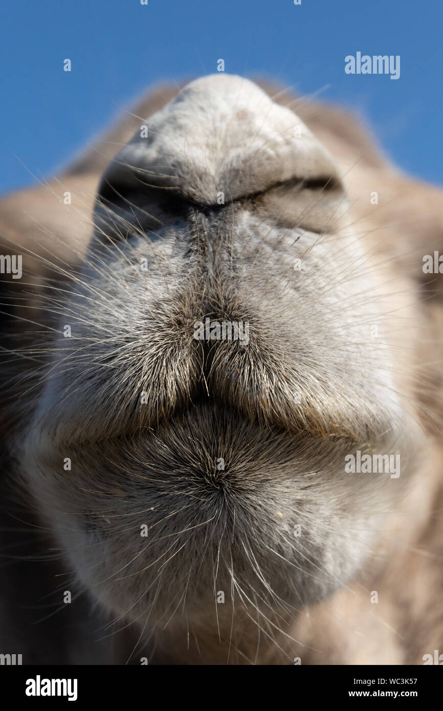 Camel nostril hi-res stock photography and images - Alamy