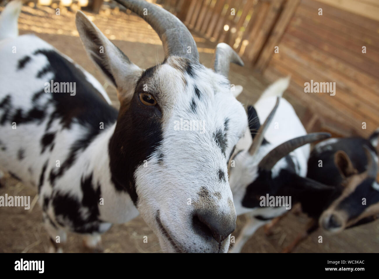 Brood patch hi-res stock photography and images - Alamy