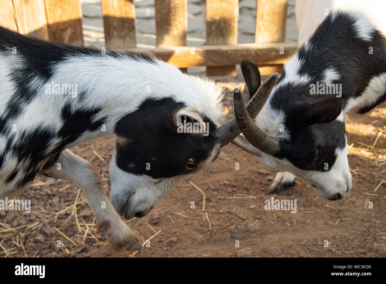 Two young patchy goats are butting for fun Stock Photo - Alamy