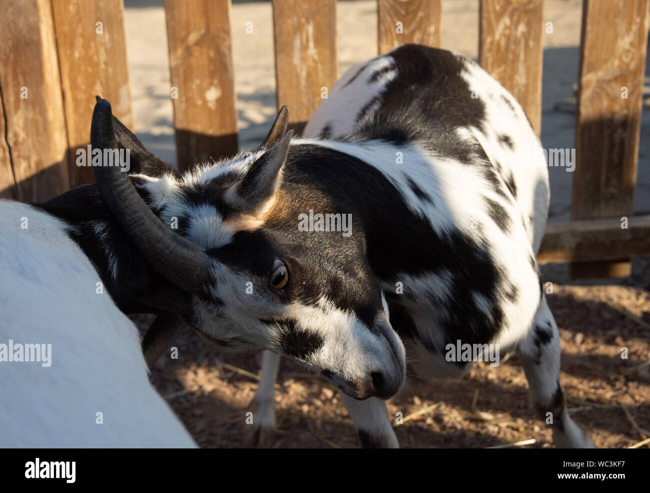 Two young patchy goats are butting for fun Stock Photo - Alamy