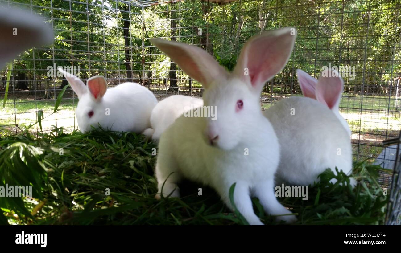 White Rabbits High Resolution Stock Photography and Images - Alamy