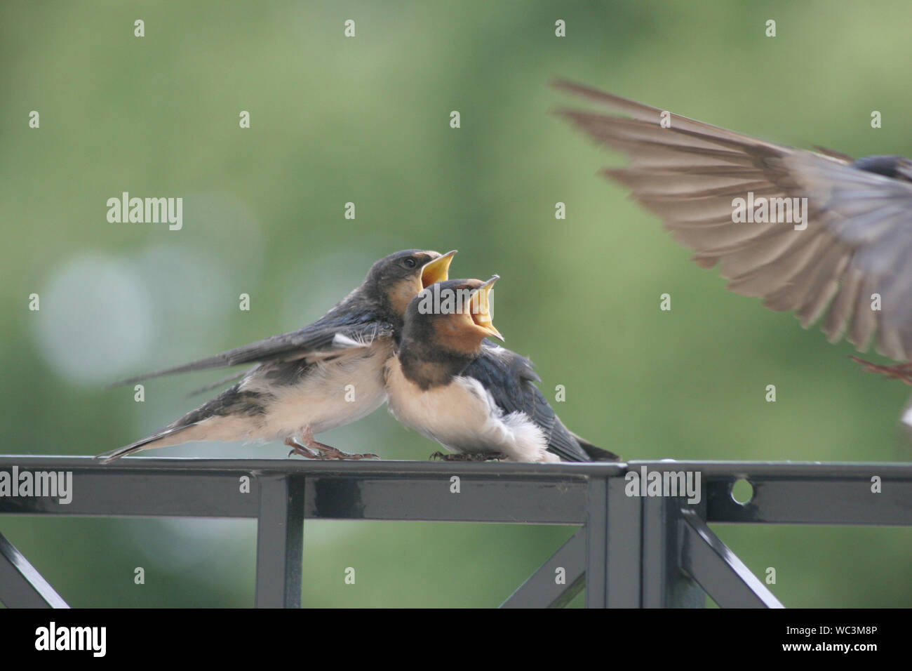 Chirping birds hi-res stock photography and images - Alamy
