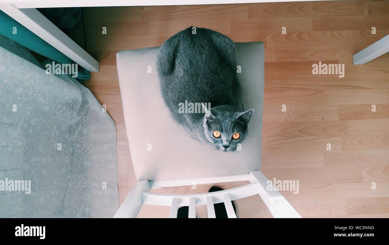 Animals looking directly into camera hi-res stock photography and ...