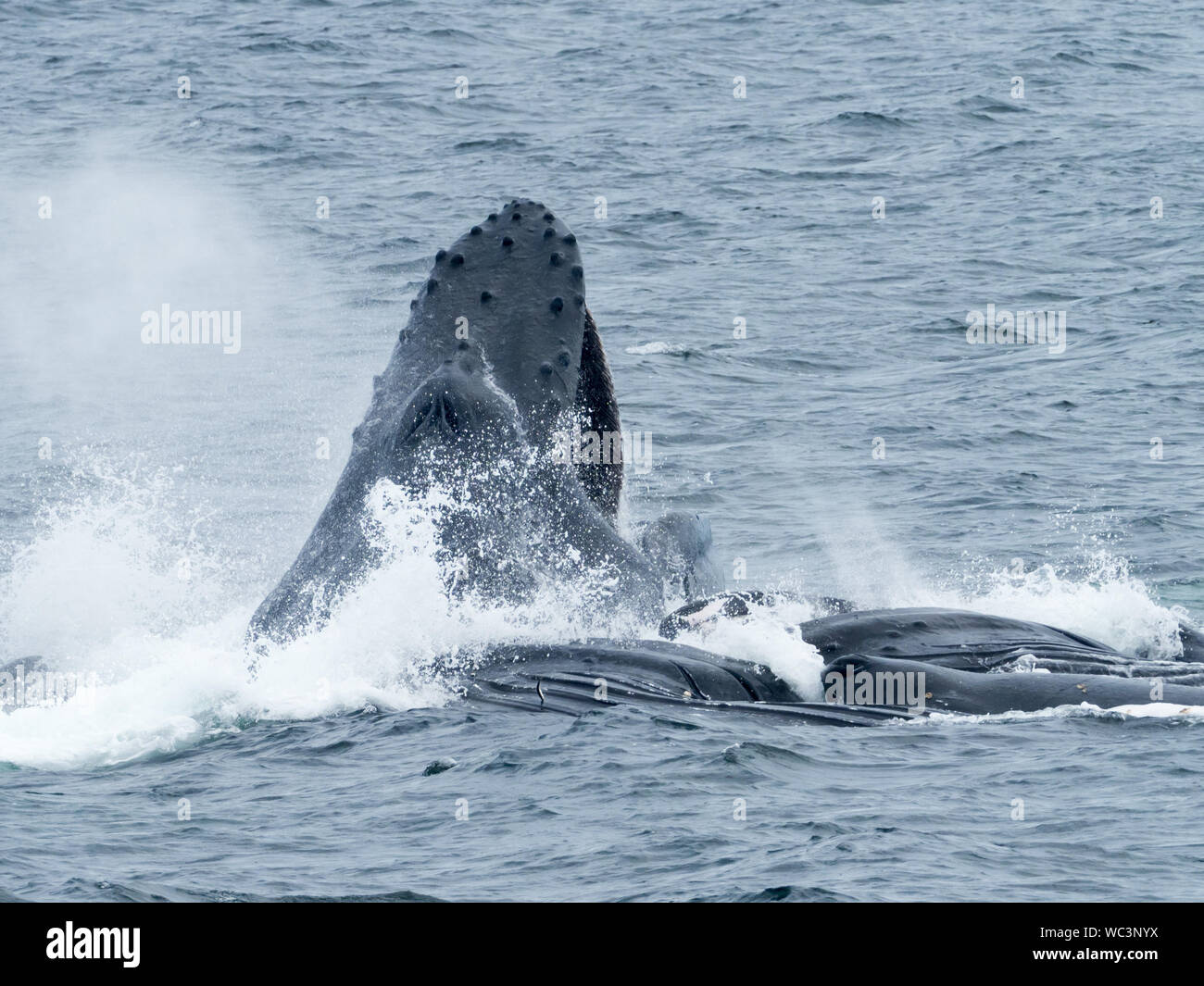 Bubble_netting hi-res stock photography and images - Alamy
