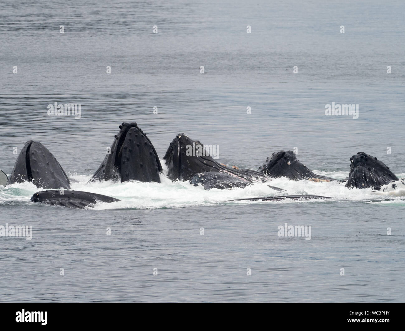 Bubble_netting hi-res stock photography and images - Alamy