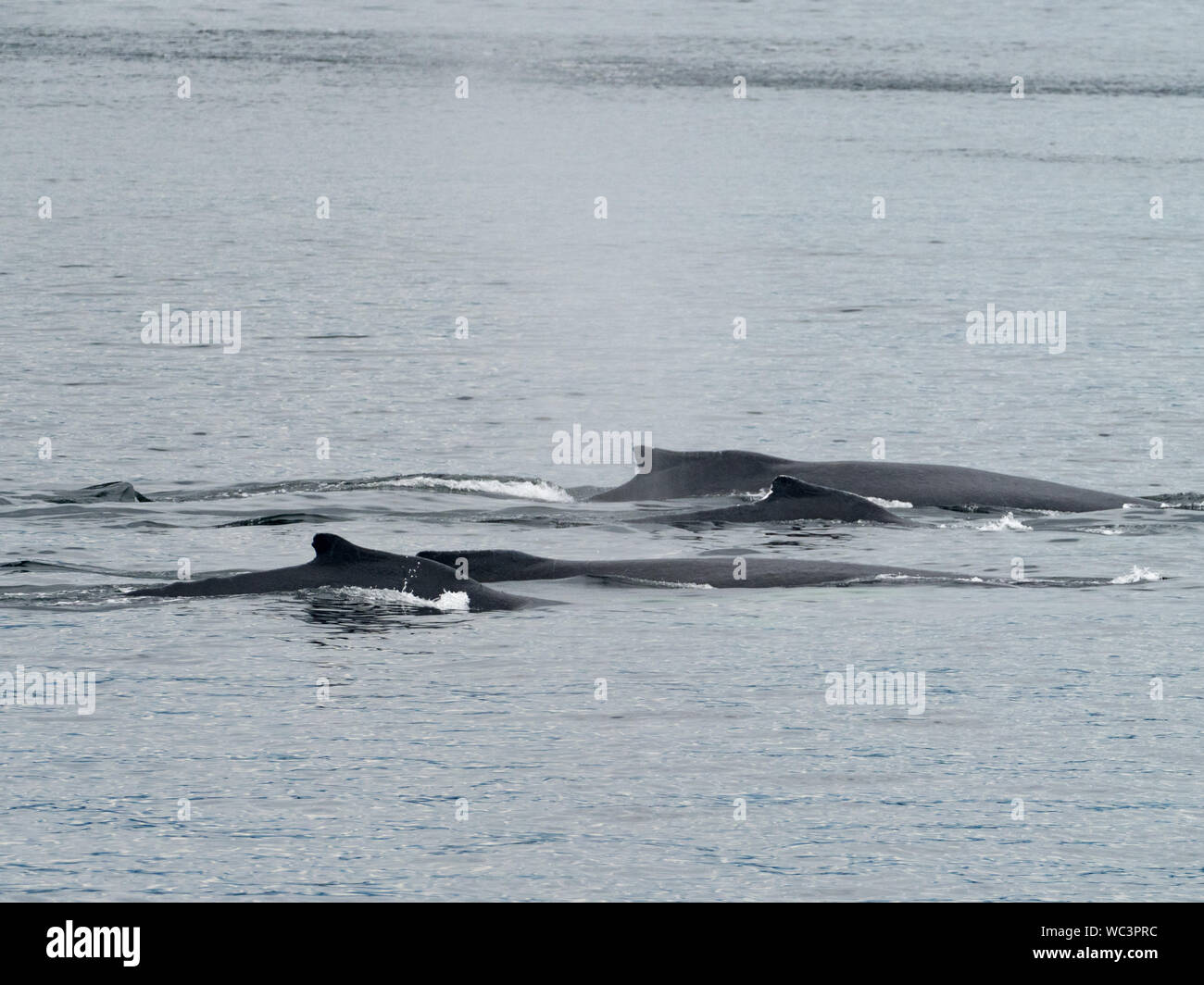 Bubble_netting hi-res stock photography and images - Alamy