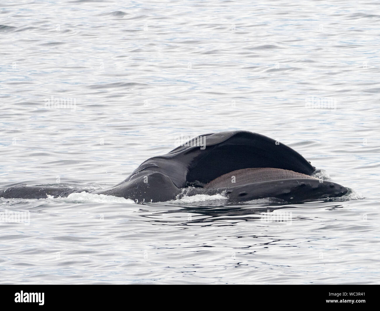 Bubble_netting hi-res stock photography and images - Alamy