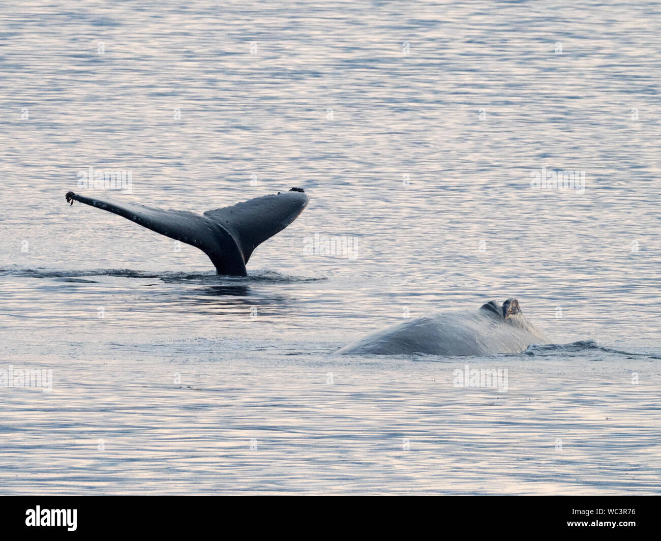 Bubble_netting hi-res stock photography and images - Alamy