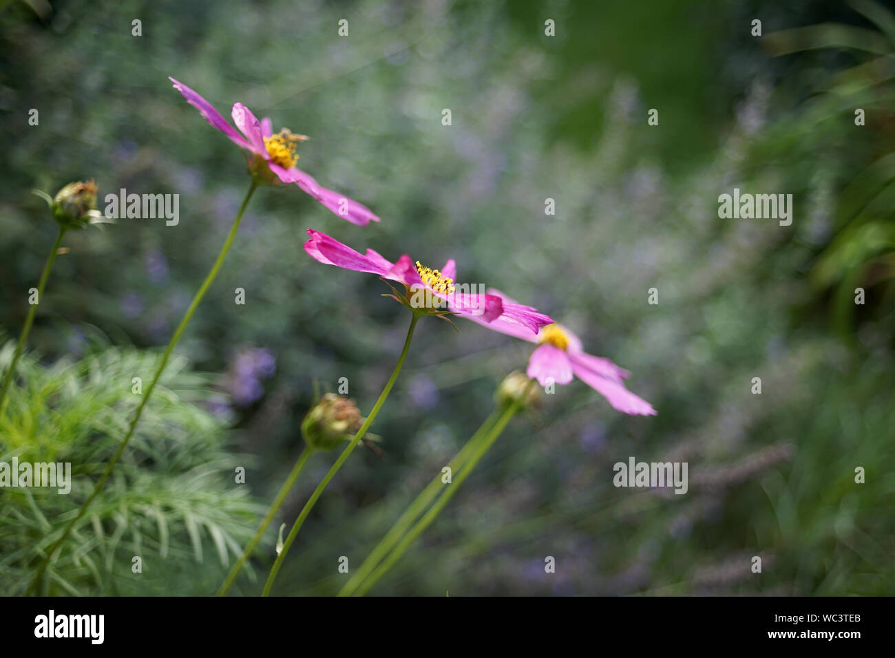 cosmos flower in sunny garden Stock Photo - Alamy
