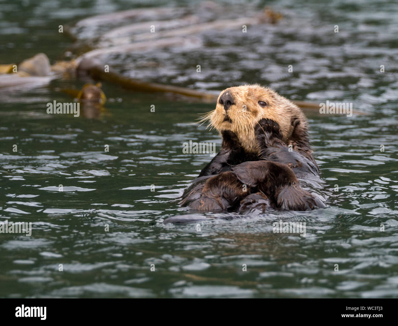 A sea otter, Enhydra lutris, in the kelp forests of Southeast Alaska ...