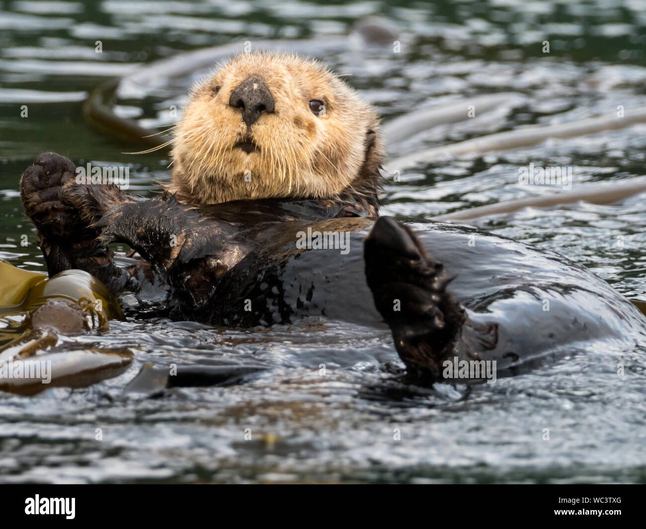 A sea otter, Enhydra lutris, in the kelp forests of Southeast Alaska ...