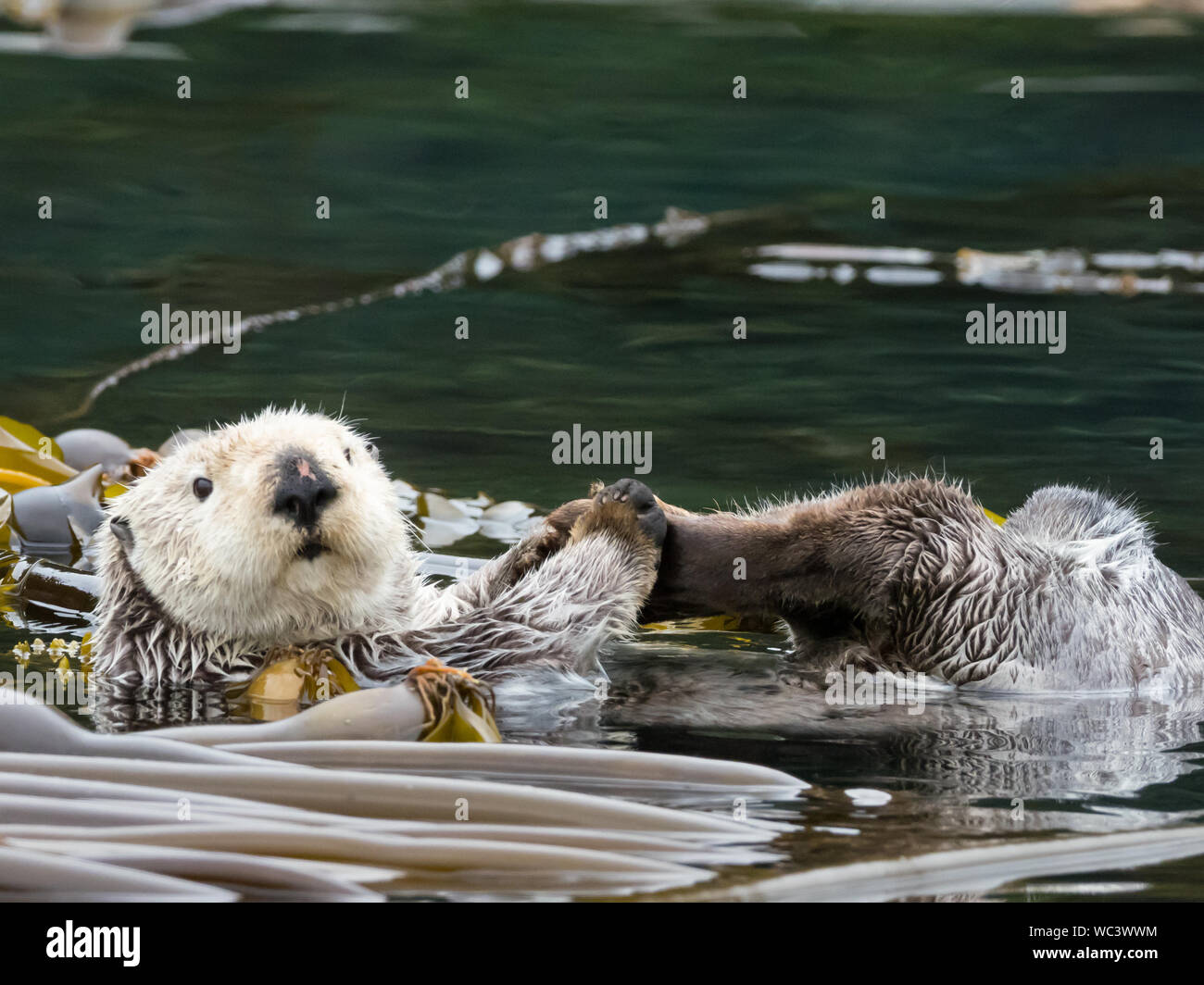 A sea otter, Enhydra lutris, in the kelp forests of Southeast Alaska ...