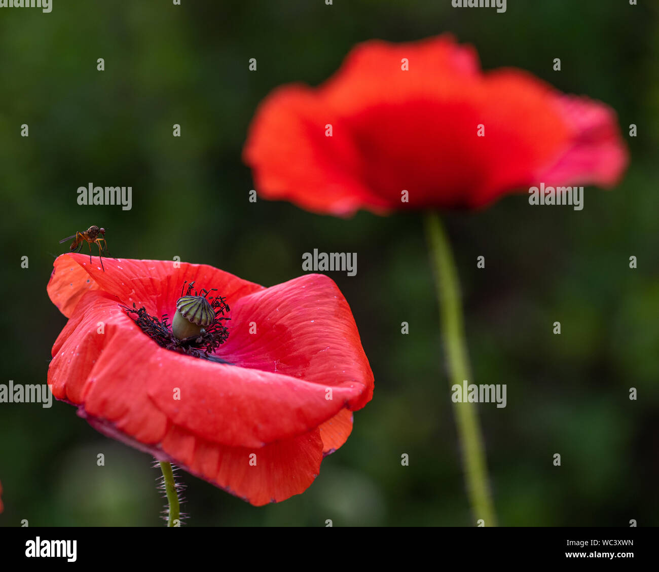 Chelsworth open gardens hi-res stock photography and images - Alamy