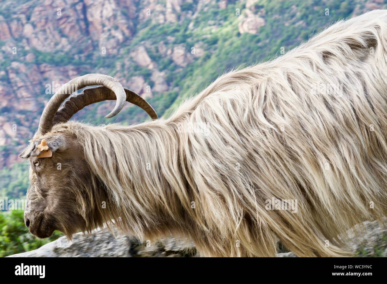 Goat climbing mountain hi-res stock photography and images - Alamy