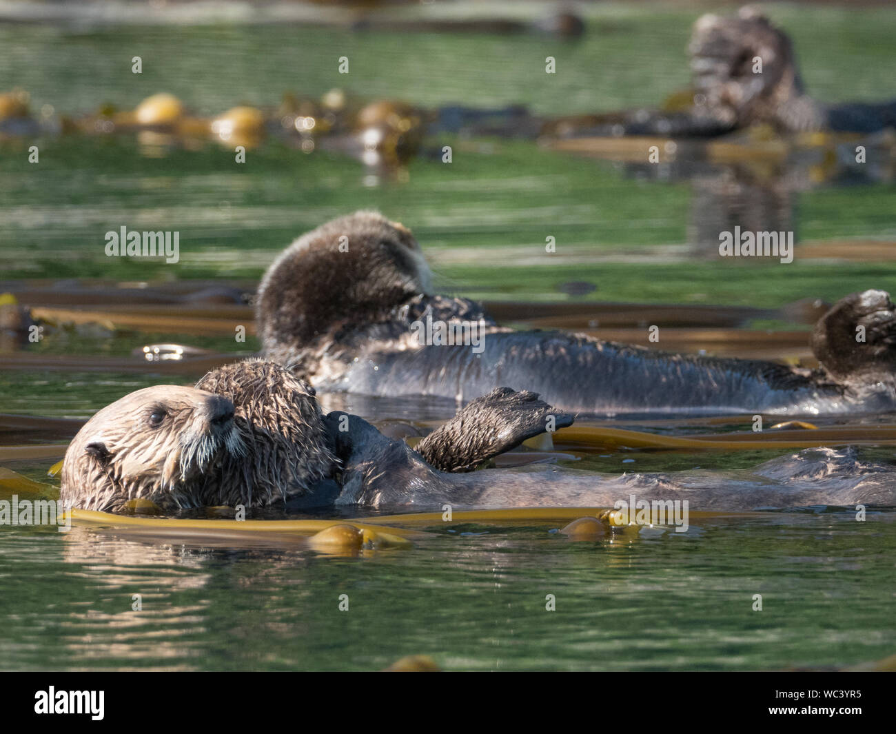 Sea otters, Enhydra lutris, a marine mammal in the weasel family in a ...