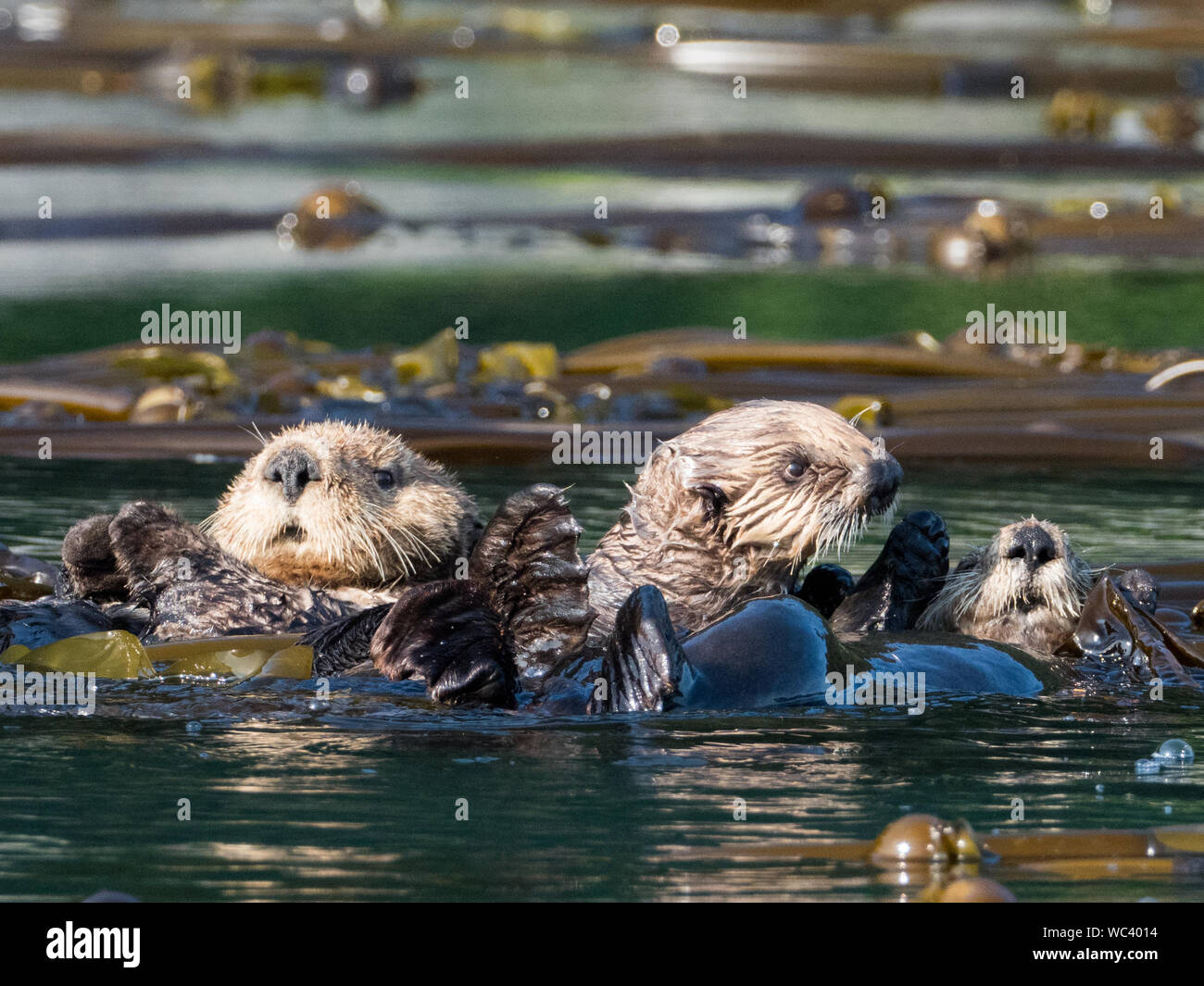 Sea otters, Enhydra lutris, a marine mammal in the weasel family in a ...
