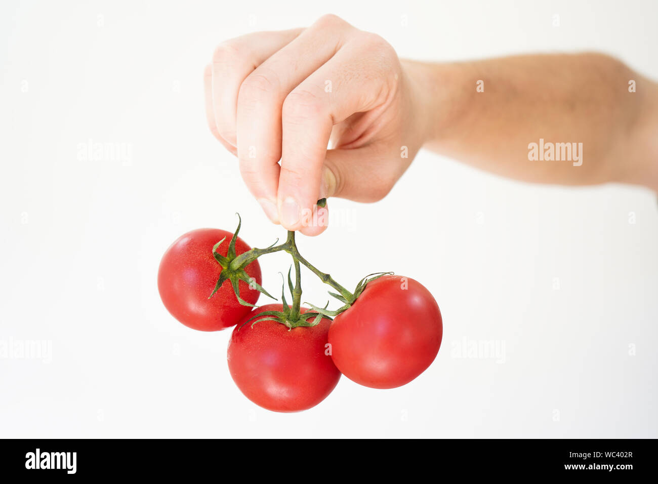 Beautiful red tomatoes on a branch in hand on white background Stock ...