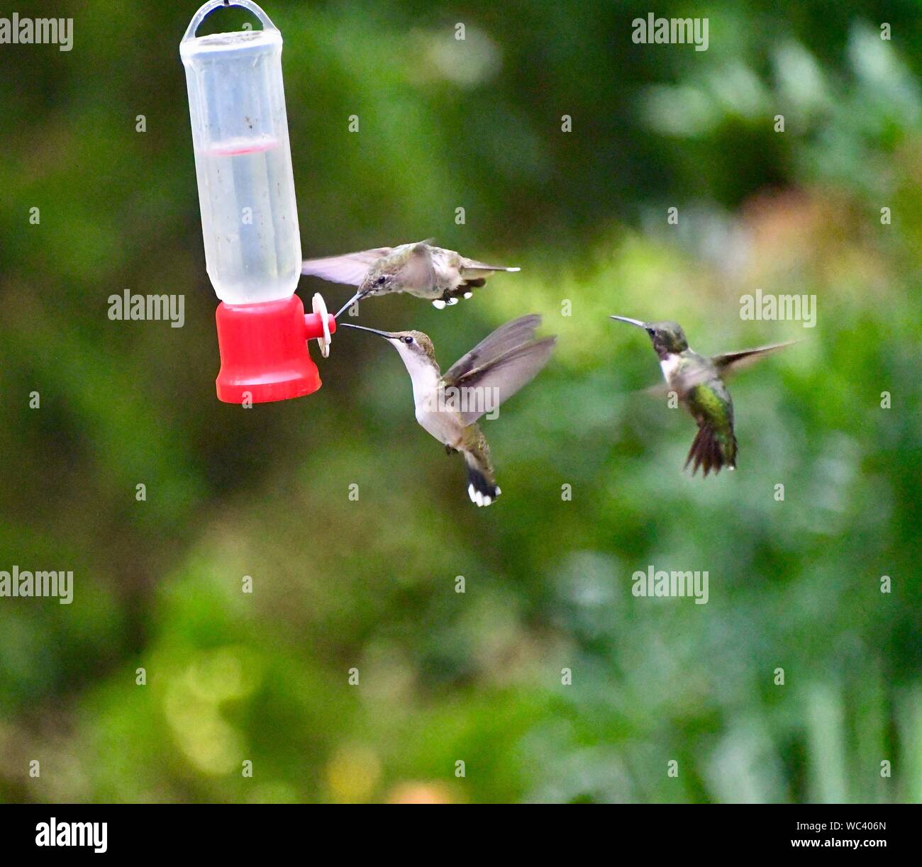 hummingbirds in flight at feeder Stock Photo - Alamy