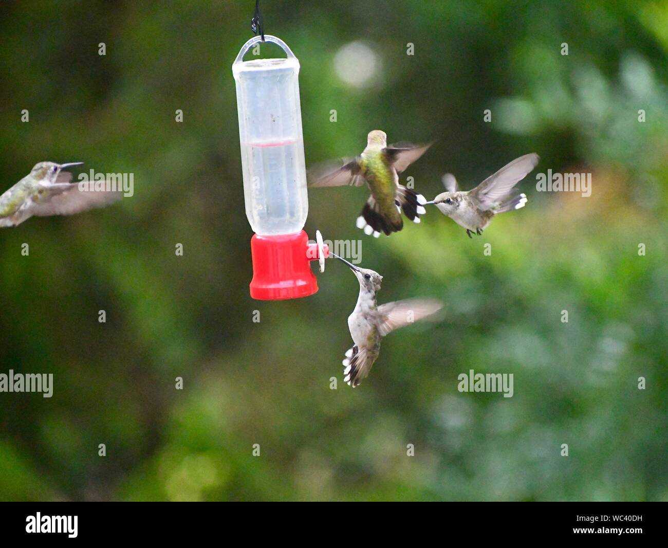 Hummingbirds in flight hi-res stock photography and images - Alamy