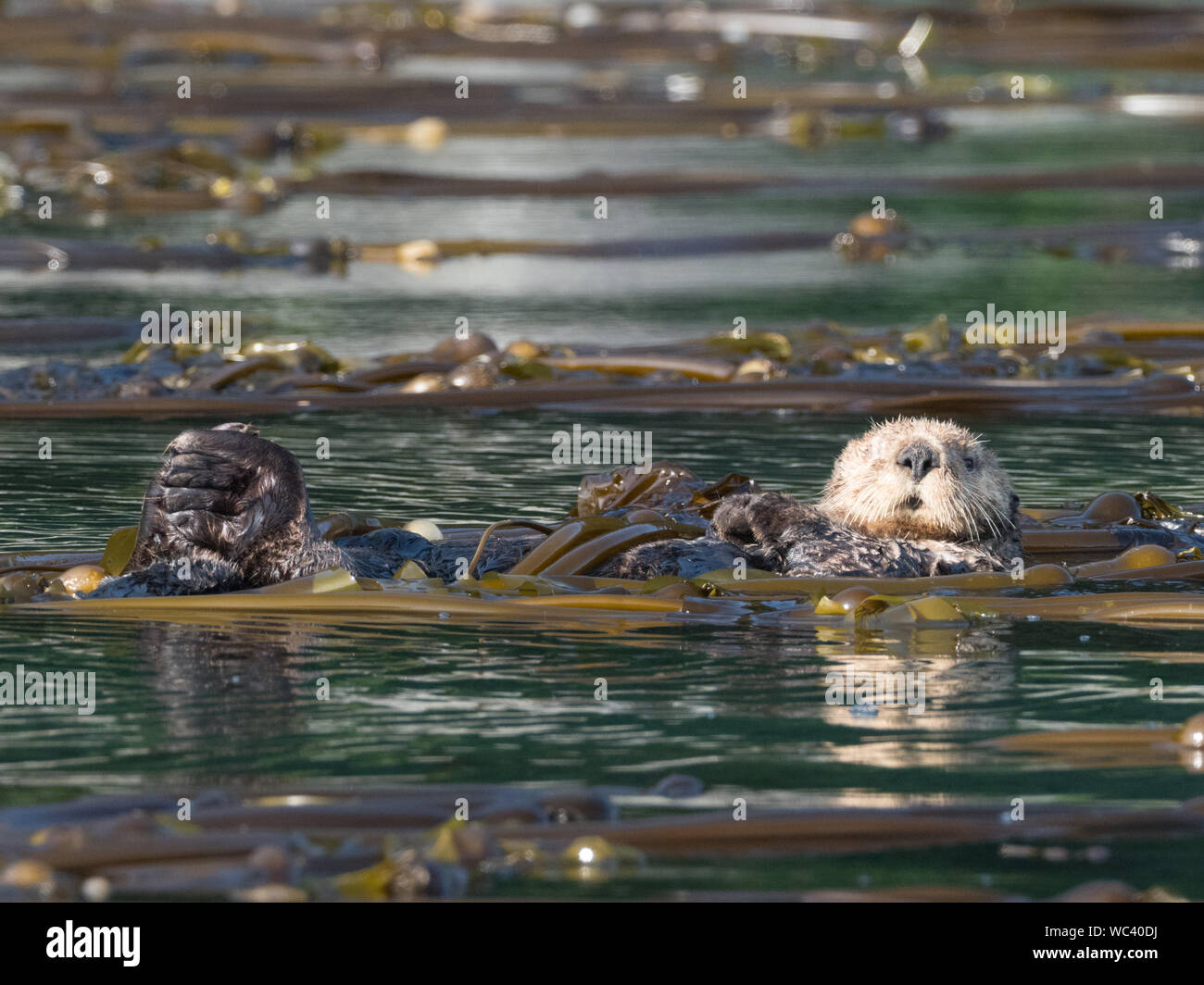Sea otters, Enhydra lutris, a marine mammal in the weasel family in a ...
