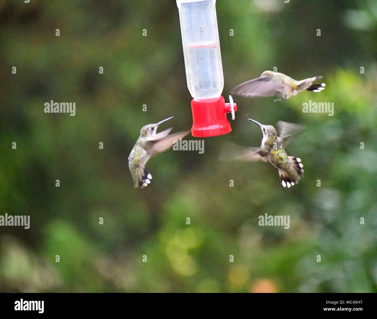 hummingbirds in flight at feeder Stock Photo - Alamy