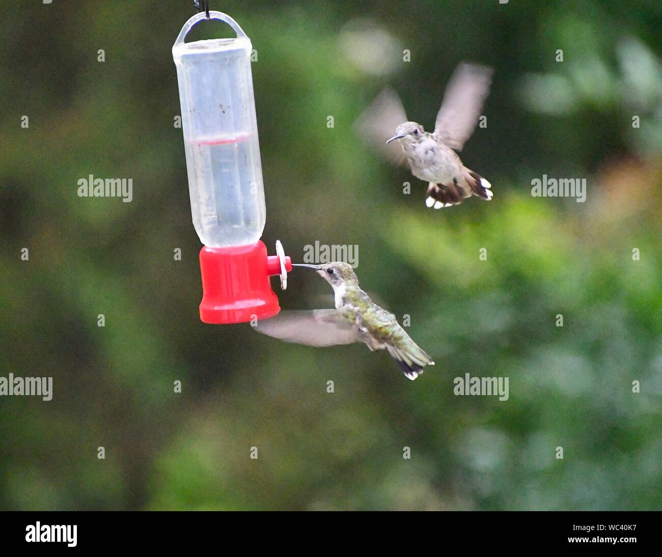 hummingbirds in flight at feeder Stock Photo - Alamy