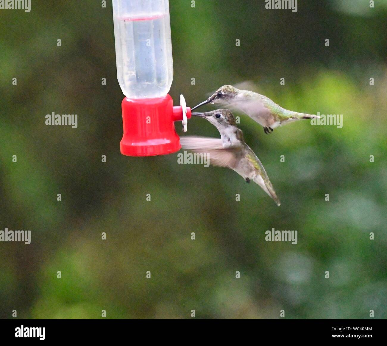Hummingbirds in flight hi-res stock photography and images - Alamy