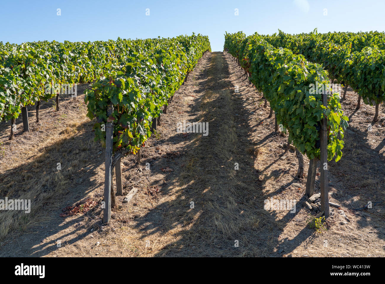Rows of grape vines line the valley of the River Douro in Portugal ...
