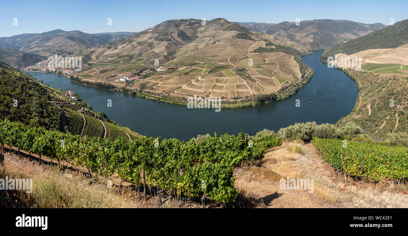 Rows of grape vines line the valley of the River Douro in Portugal ...