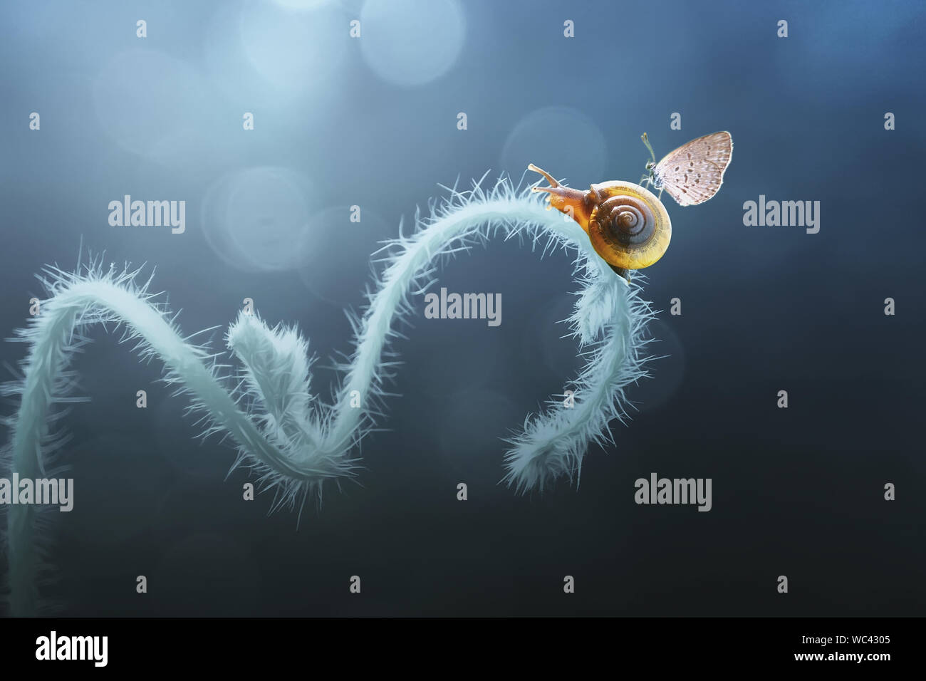 Butterfly slug hi-res stock photography and images - Alamy