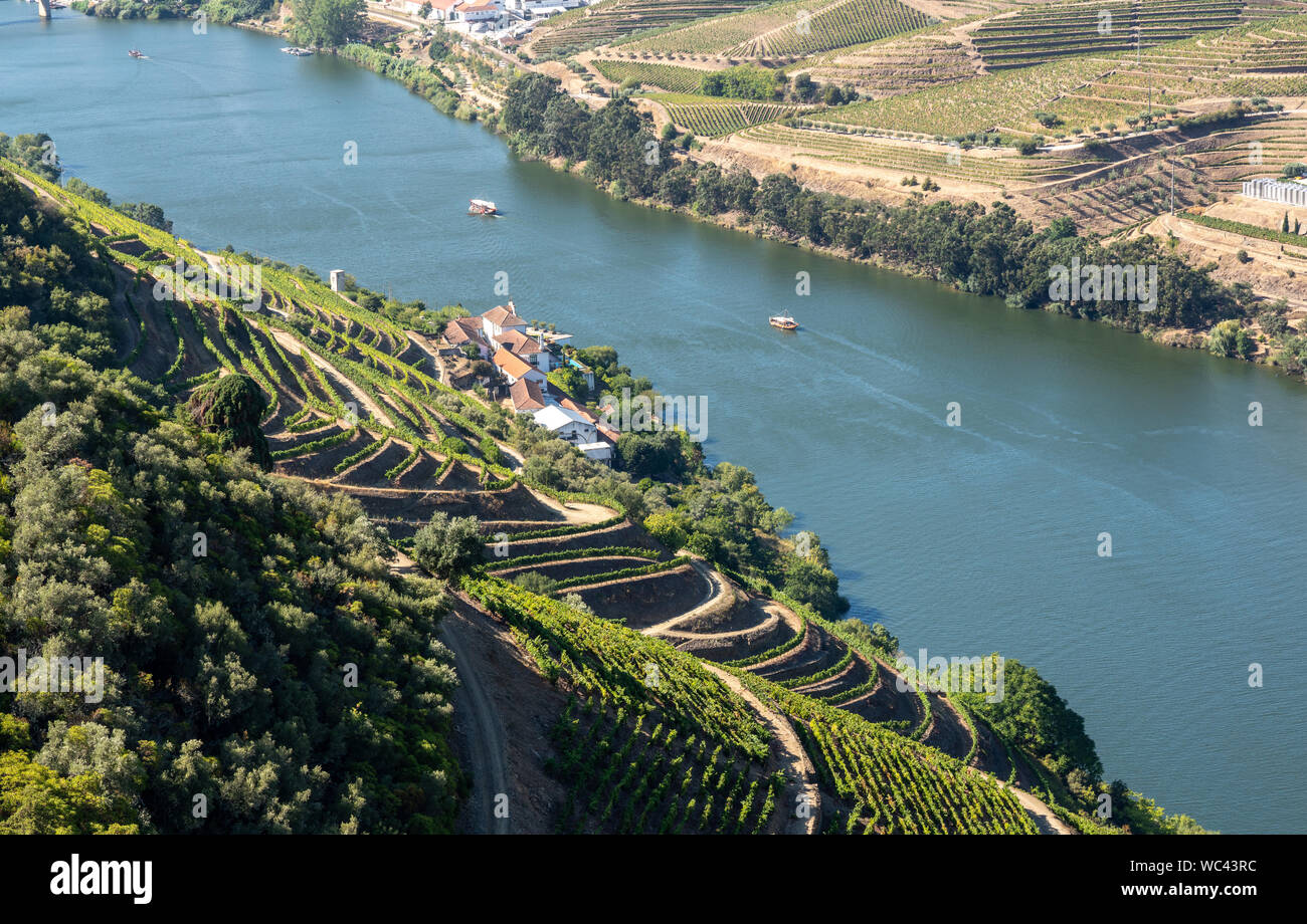 Rows of grape vines line the valley of the River Douro in Portugal ...