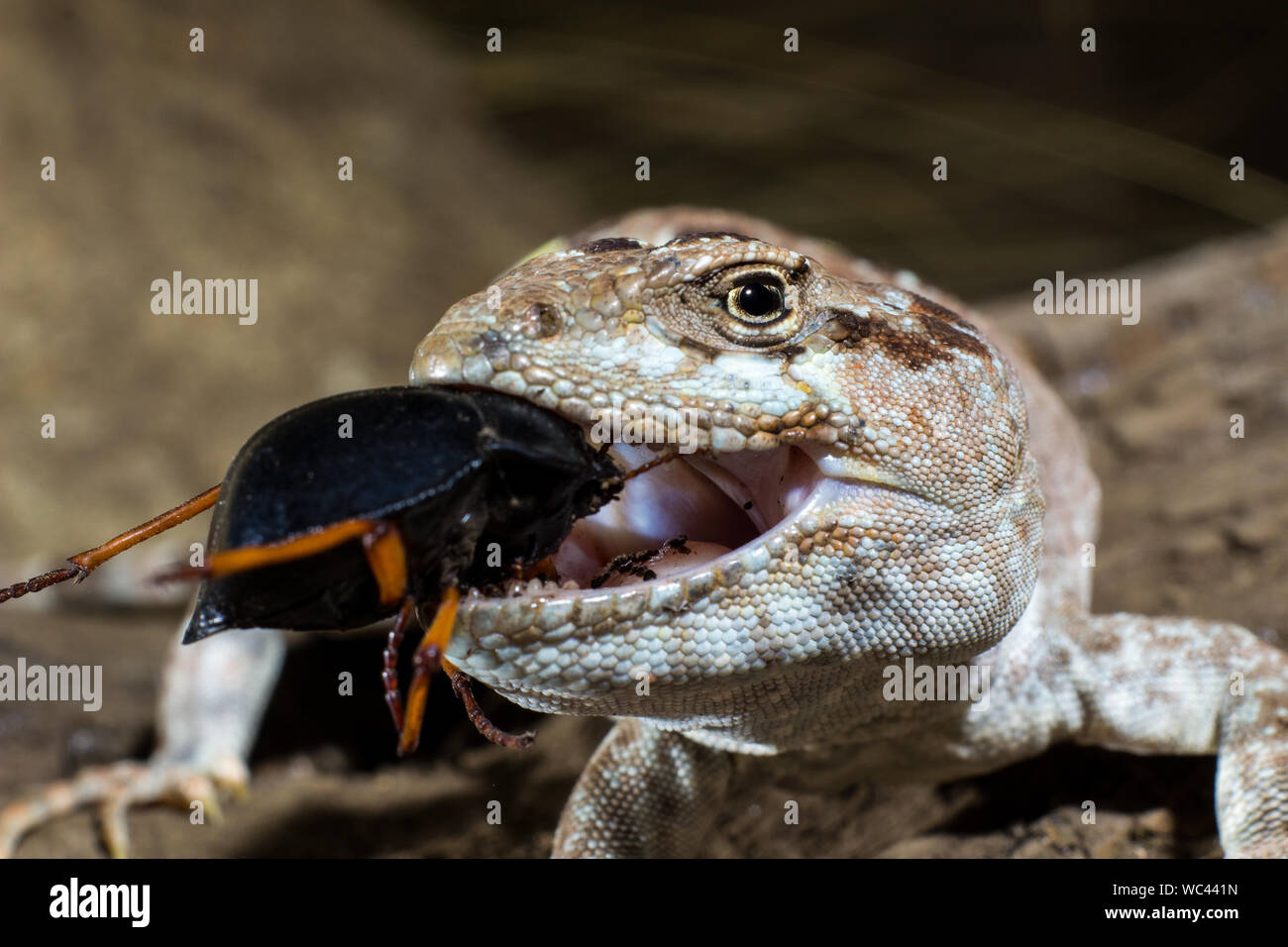 Lizard Eating High Resolution Stock Photography and Images - Alamy