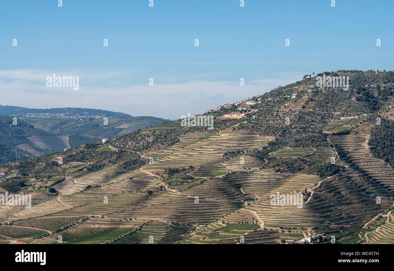 Rows of grape vines line the valley of the River Douro in Portugal ...