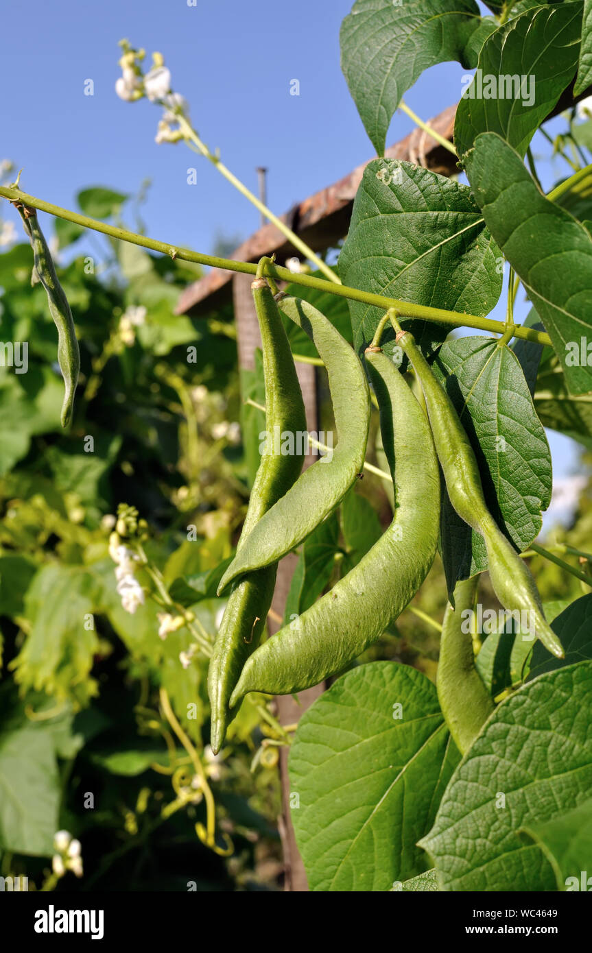 Rajma Plant