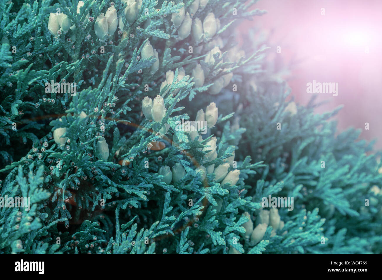 Furry juniper tree brunches background. Close - up of branches with ...