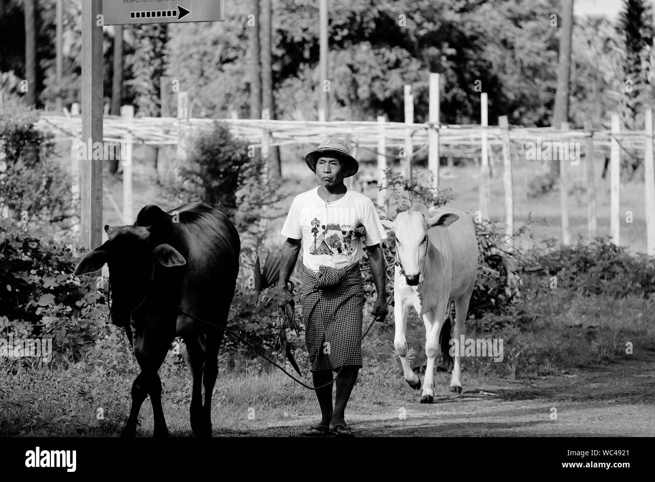 Indian Man With Cows High Resolution Stock Photography and Images - Alamy