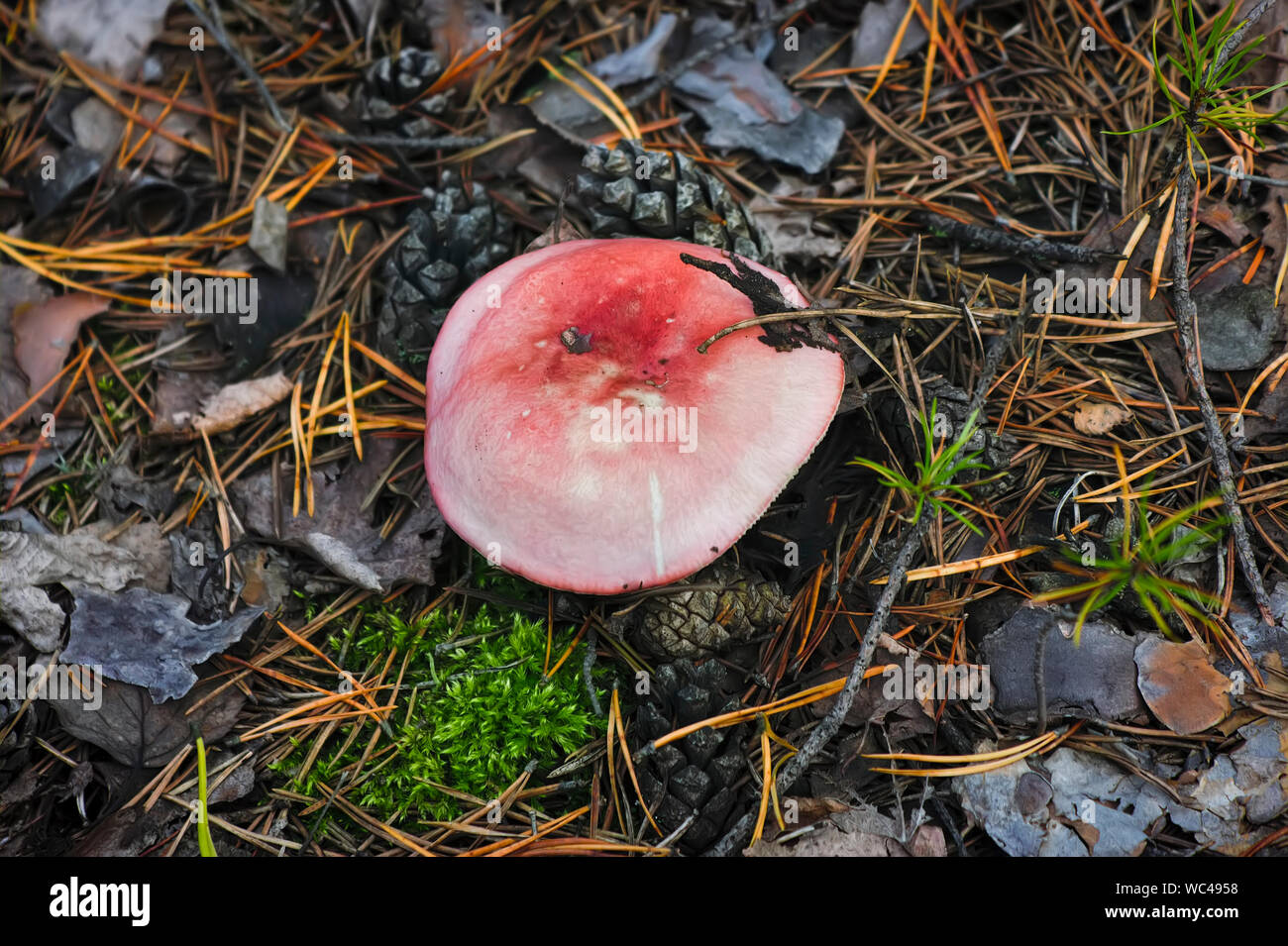 Wild edible russet mushroom close-up growing in the forest Stock Photo ...
