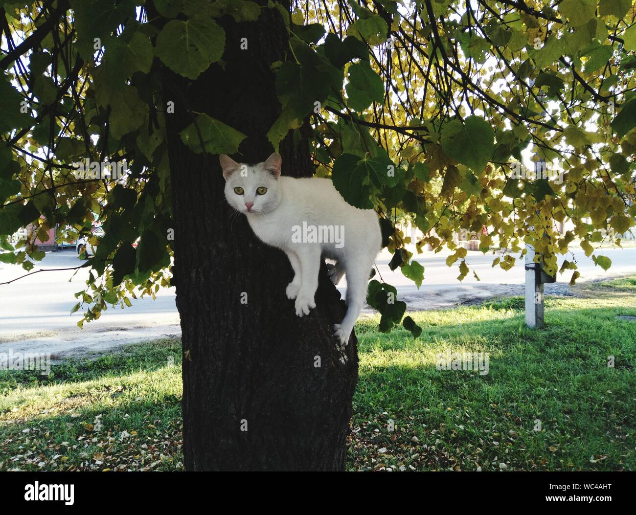 Cat climbing tree hi-res stock photography and images - Alamy