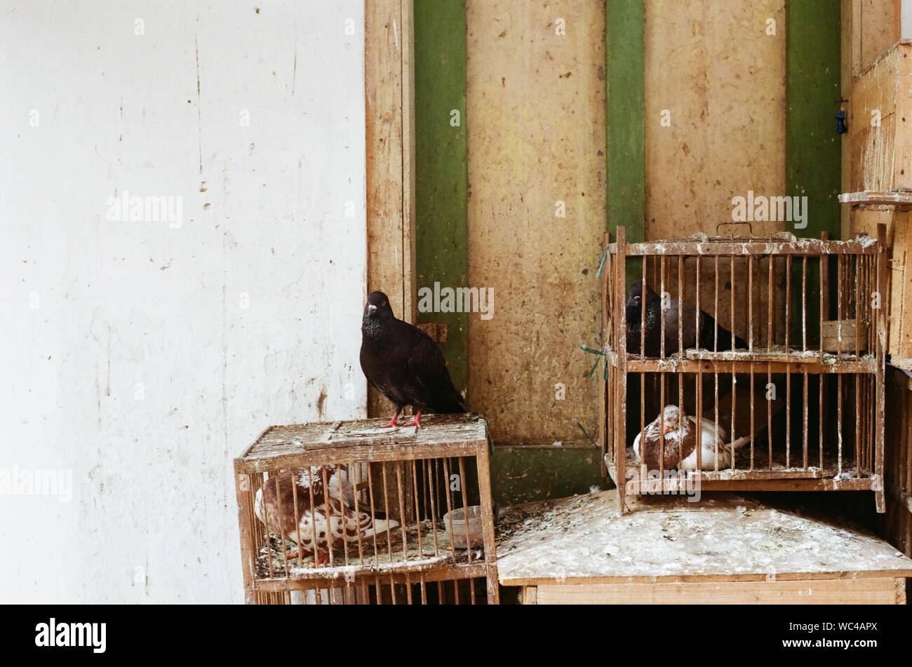 Pigeons cage hi-res stock photography and images - Alamy