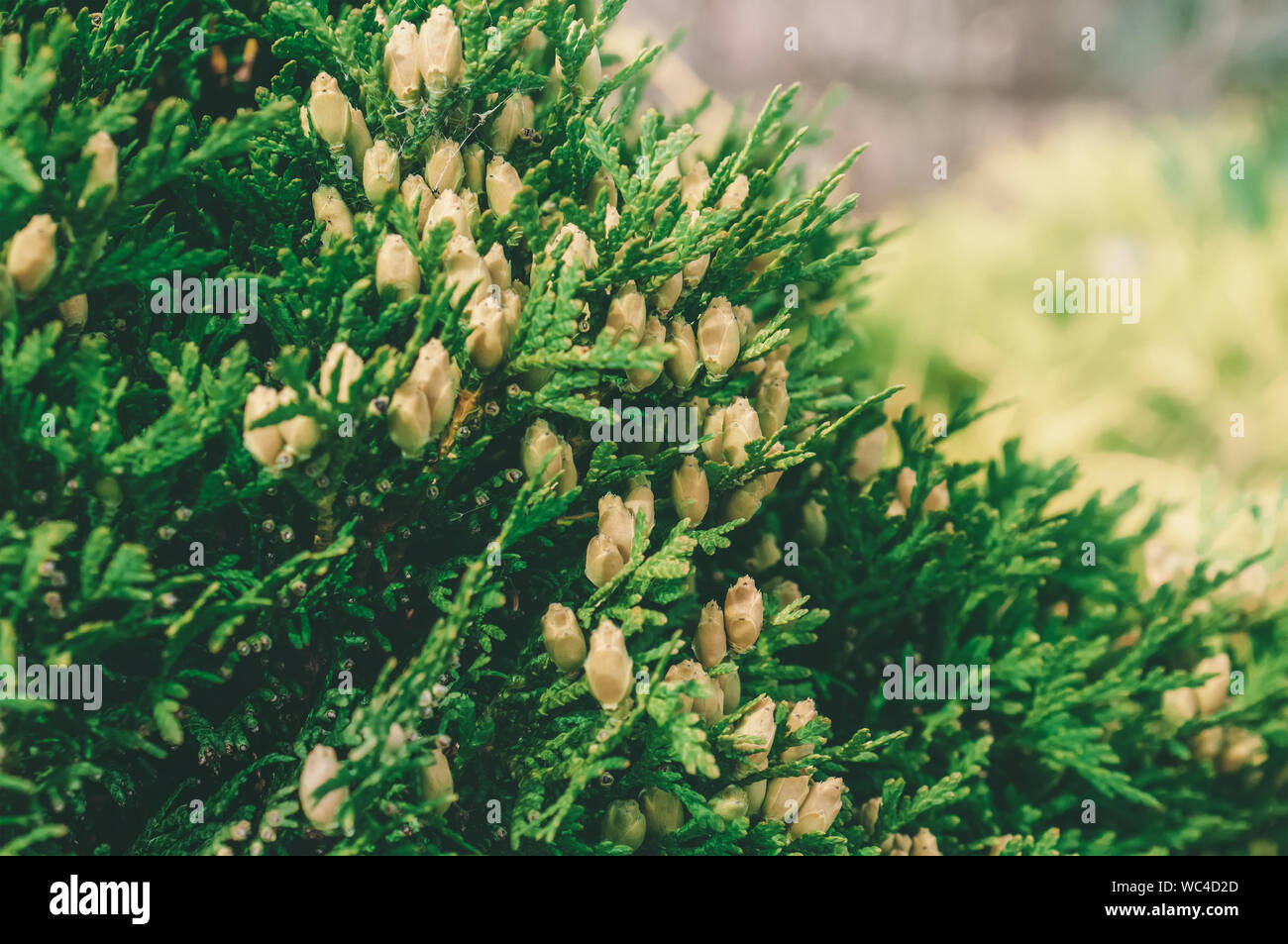 Thuja fruits hi-res stock photography and images - Alamy