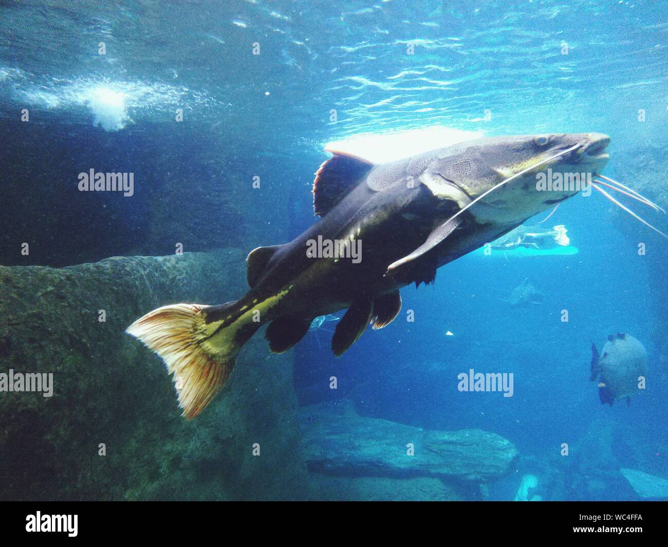 Catfish aquarium hi-res stock photography and images - Alamy