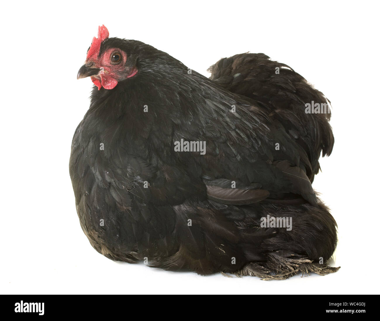 Black chicken hi-res stock photography and images - Alamy