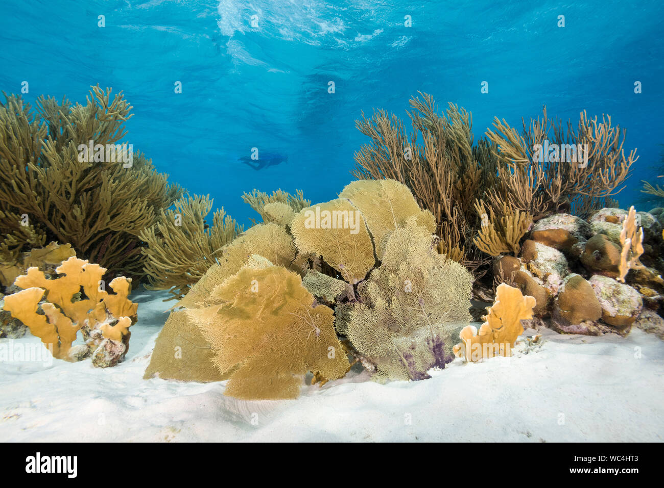 Black sea rod coral hi-res stock photography and images - Alamy