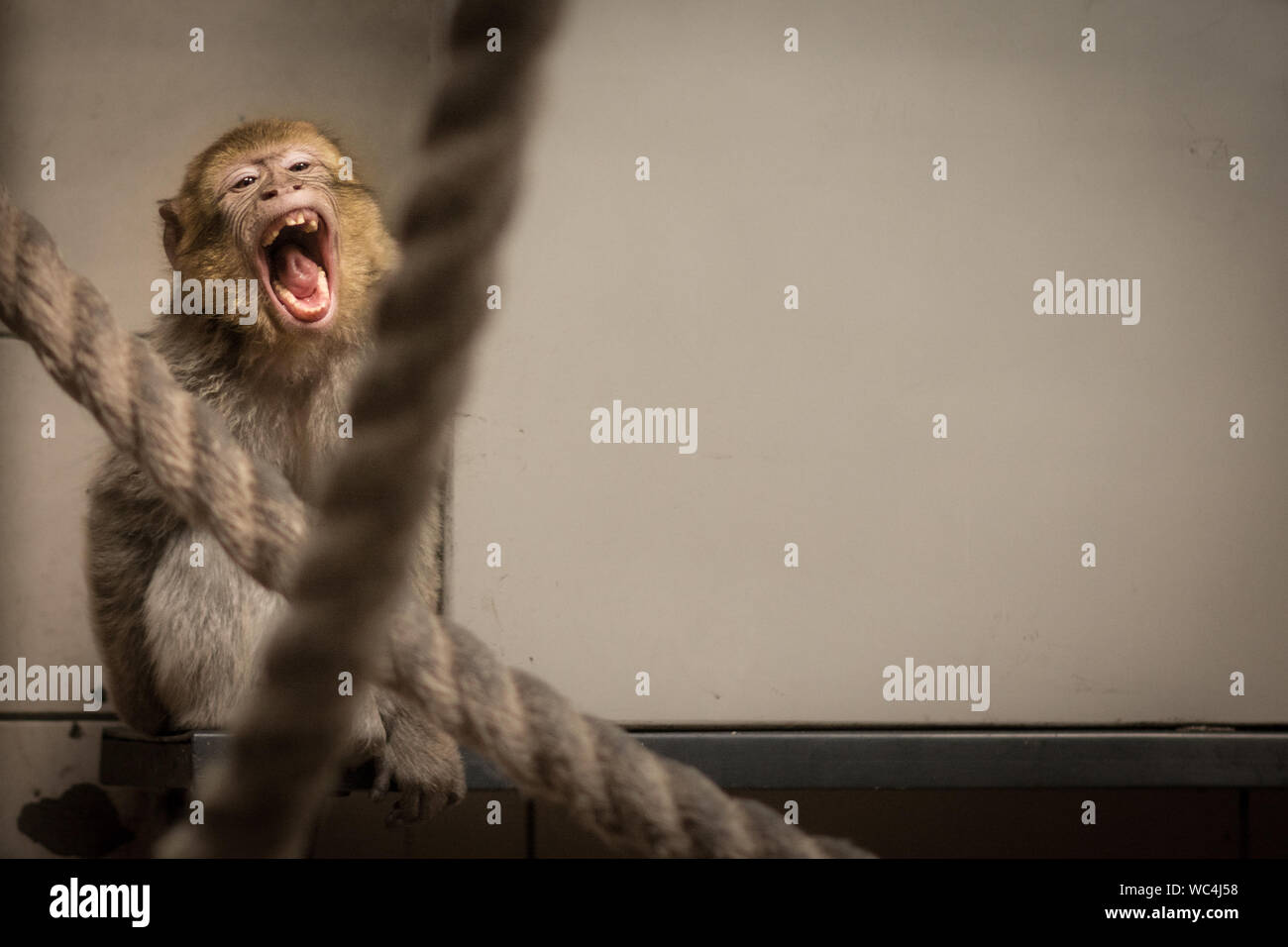 Aggressive Barbary Macaque Howling In Zoo Stock Photo - Alamy