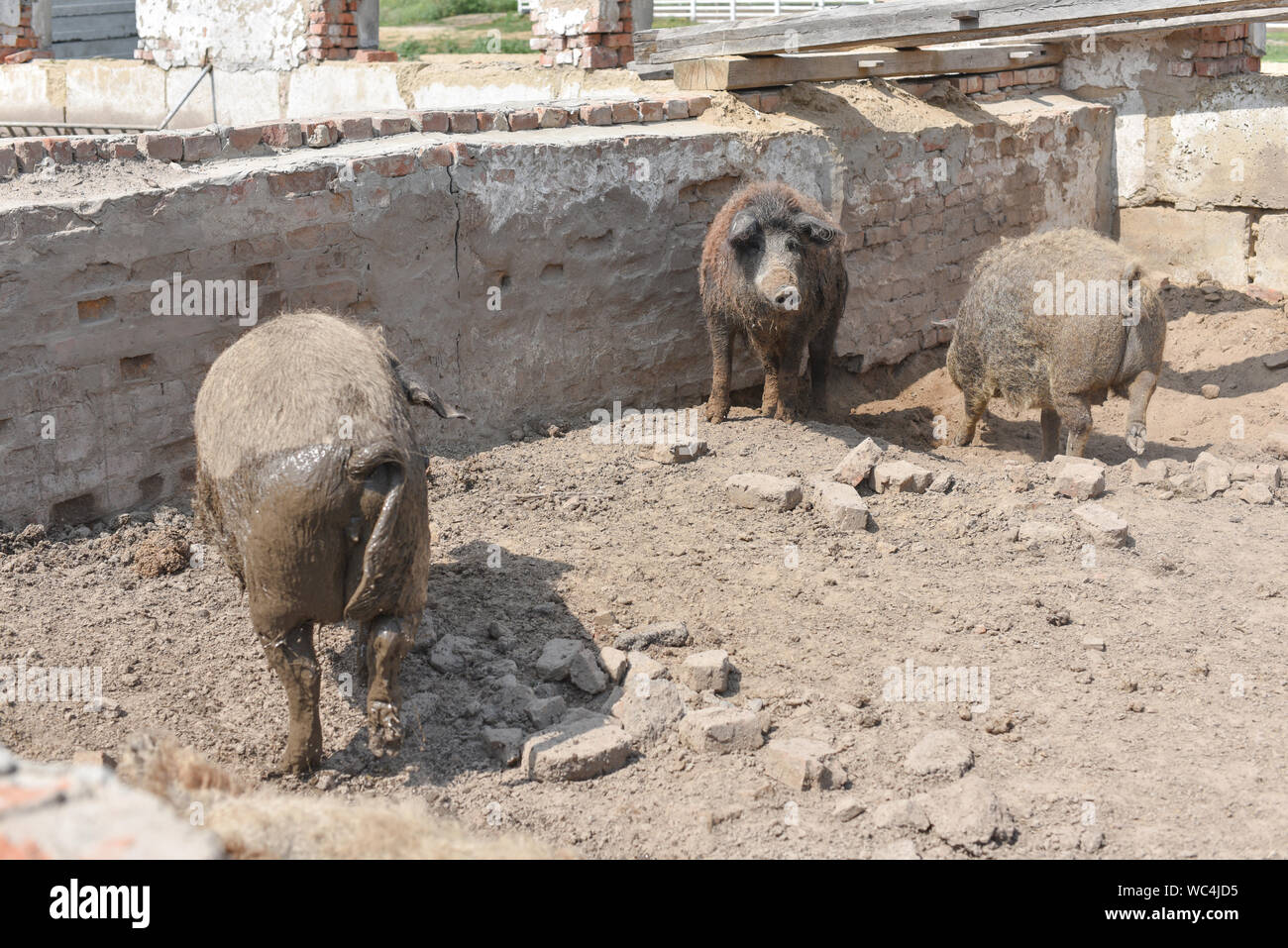 Happy pig rolling in mud.Mangalitsa The Woolly Sheep-Pig, healthy ...