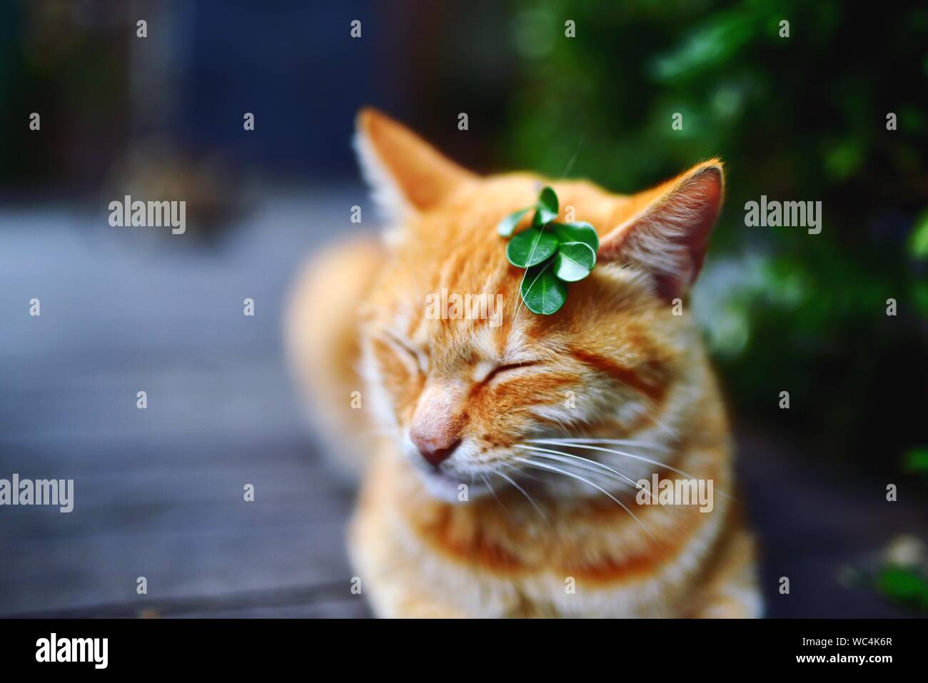 Leaf cats hi-res stock photography and images - Alamy