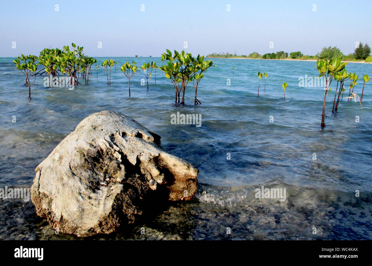 Mangrove waterfront hi-res stock photography and images - Alamy