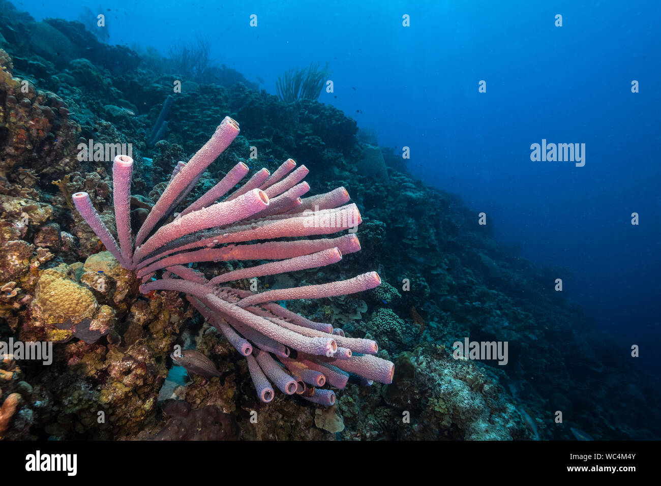 Stove-pipe (Purple tube) Sponge, Aplysina archeri, Bonaire, Netherland ...